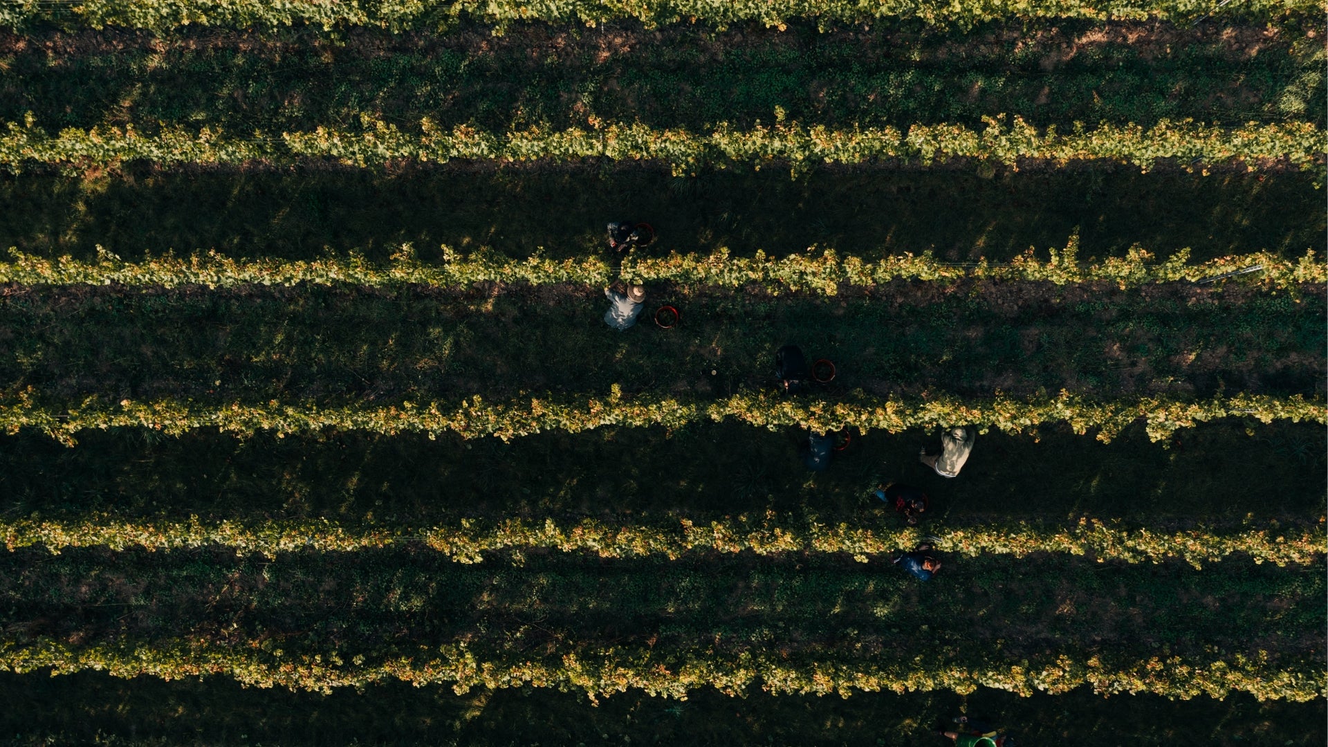 Weingut woii – woii GmbH & Co. KG